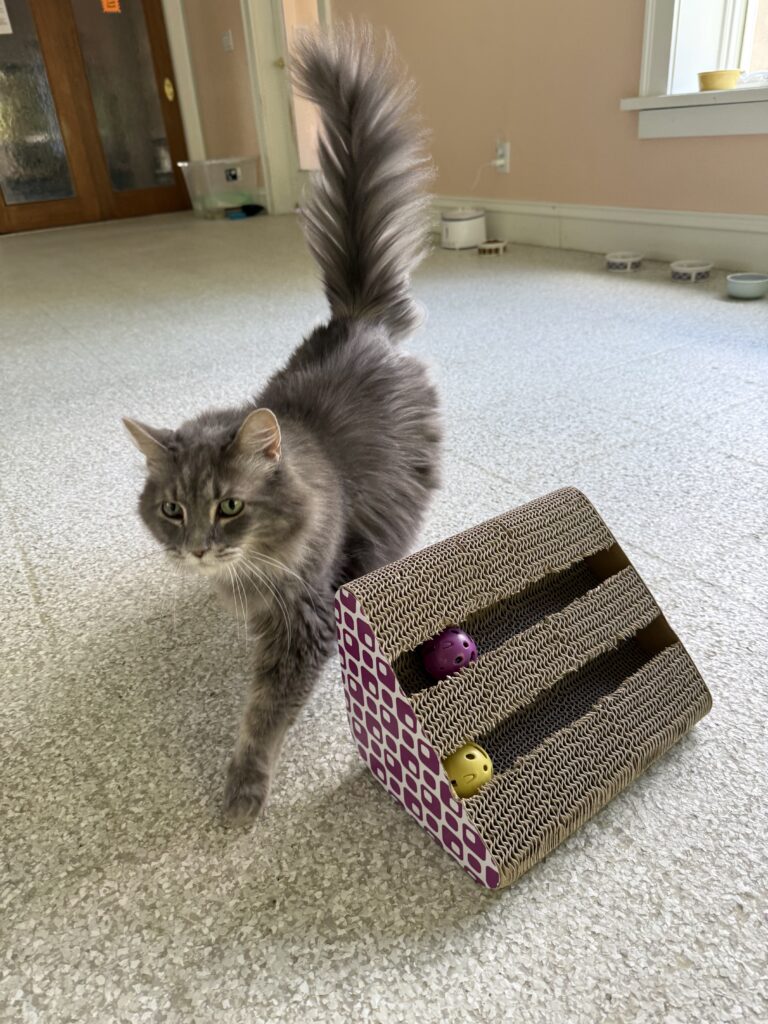 Bridgetown Cats – Heartt Animal Refuge